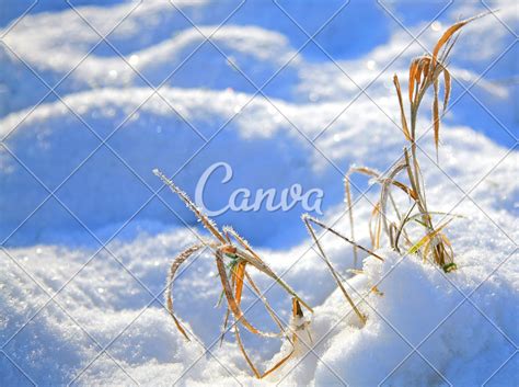 Frosted Grass In Snow Photos By Canva