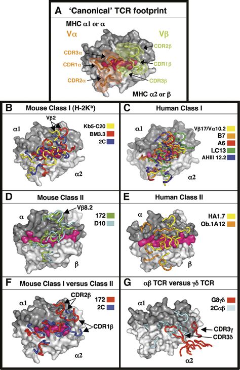 How The T Cell Receptor Sees AntigenA Structural View Cell