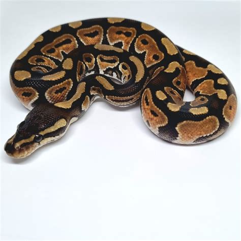 Cb22 Cinnamon Enchi Het Candyalbino Ball Python By South Coast
