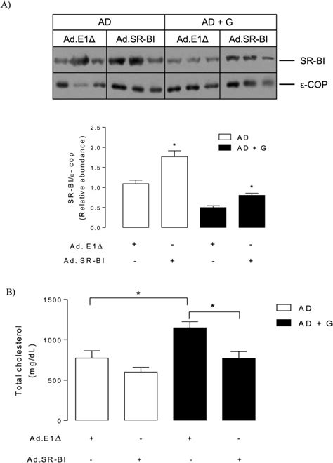Gugulipid Causes Hypercholesterolemia Leading To Endothelial Dysfunction Increased