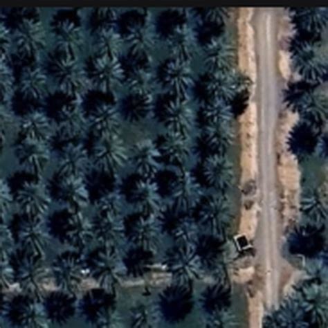 Dragon Fruit Detection Object Detection Dataset By Aia