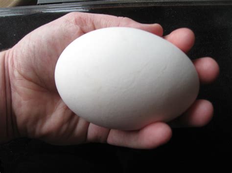How Is A Goose Egg Different From Chicken Egg — Practical Self Reliance