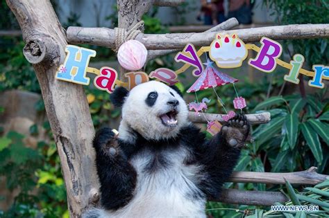 Panda Birthday