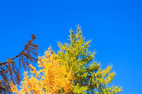 가 푸른 맑은 하늘을 배경으로 아름다운 노란 자작 나무 잎과 낙엽송 나무의 가지 자연스러운 배경 텍스트를 삽입할 배치합니다 0명에 대한 스톡 사진 및 기타 이미지 Istock