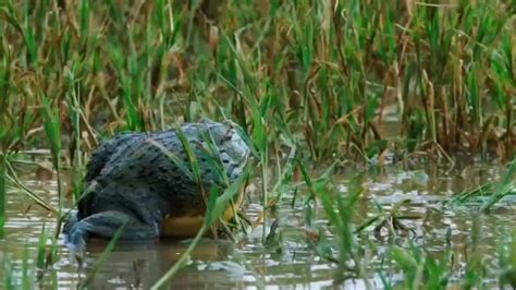 Frog Wrestling Rmisc