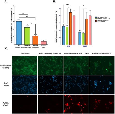 Recombinant Gp120 Proteins Cause Apoptosis In Primary Human Neurons And Download Scientific