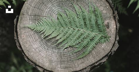 나무 그루터기에 고사리 잎 사진 Unsplash의 무료 회색 이미지