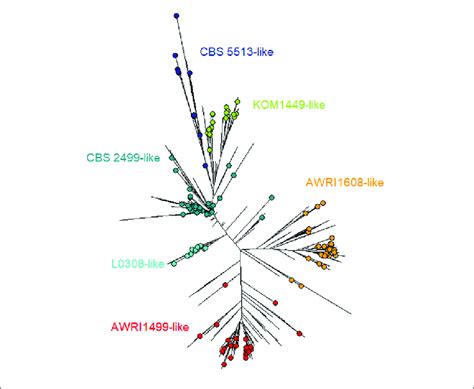 Dendrogram Tree Showing The 145 Phenotyped B Bruxellensis Isolates