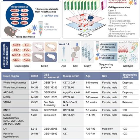 Cell Type Annotation Of The Integrated Reference Dataset Of Young Adult