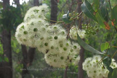 Life Images By Jill The Marri Trees Are Flowering