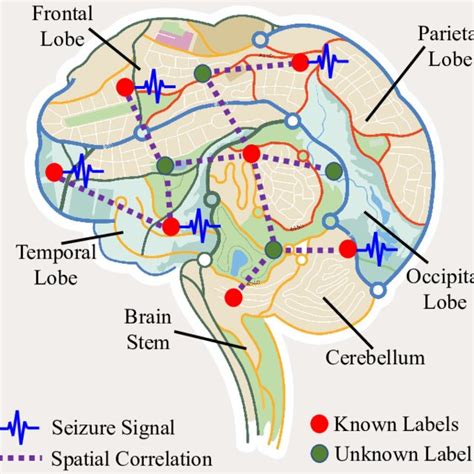 A Schematic Picture Of The Brain As A Spatial Map Download Scientific