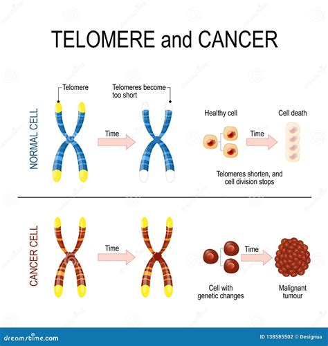 Telomere Is The End Of A Chromosome Vector Illustration Cartoondealer