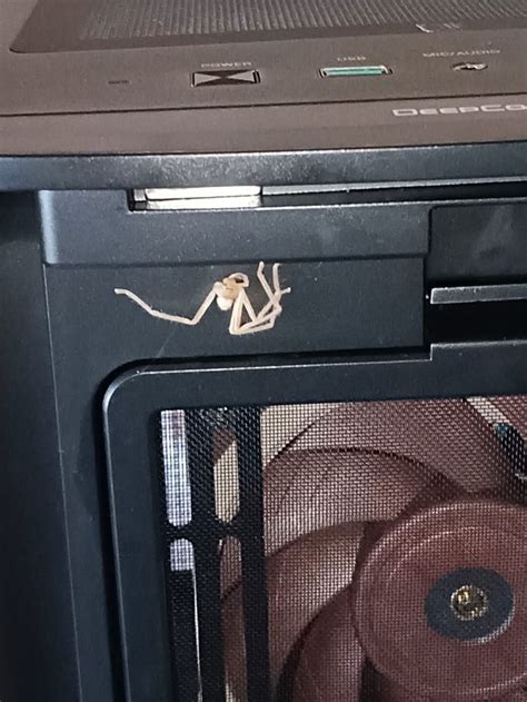 Yellow Sac Spider South Africa R Biology