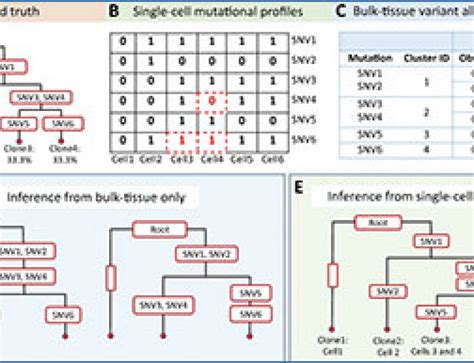 Mir Prefer An Accurate Fast And Easy To Use Plant Mirna Prediction Tool Using Small Rna Seq
