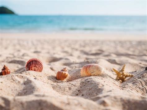Sorting Shells Teaching Resources