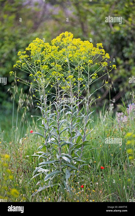 Woad Isatis Tinctoria Growing In Un Cultivated Garden Near Corte