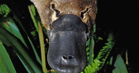 Platypus Behavior Animalbehaviorcorner