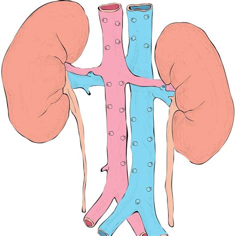 신장에 좋은 음식 7가지와 영양제 • Olafskin