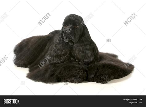 Cocker Spaniel Male Image And Photo Free Trial Bigstock
