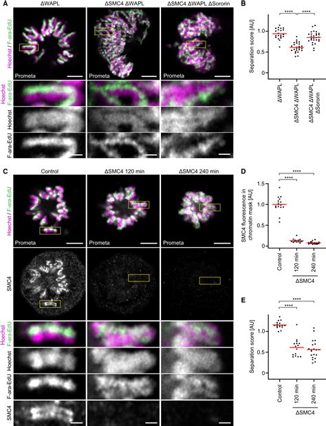 Cohesin‐mediated Dna Loop Extrusion Resolves Sister Chromatids In G2 Phase The Embo Journal