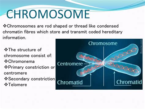 Structural Chromosomal Aberration Pptx