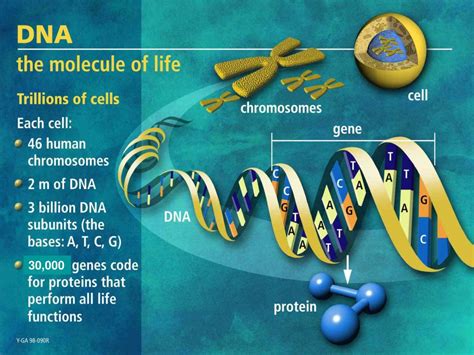 Ppt High Throughput Dna Sequencing Powerpoint Presentation Free Download Id 3410863
