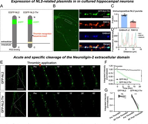 Figure 3 From Structural And Functional Reorganization Of Inhibitory Synapses By Activity