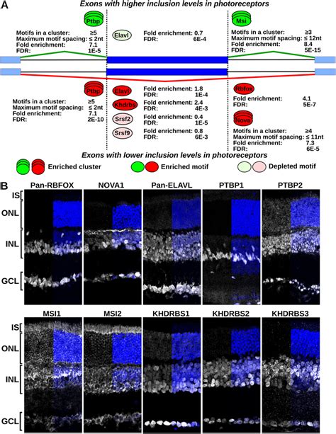 Enriched Motifs For Rna Binding Proteins In Exons Differentially
