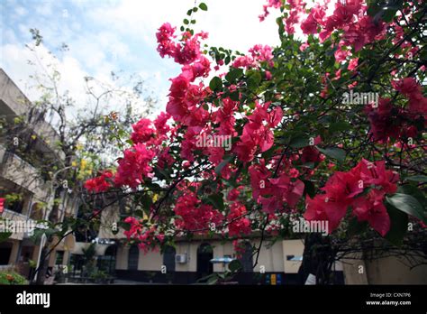 It S A Photo Of A Tree With Red Flowers On Its Branches It S In Asia It Smells Very Nice And