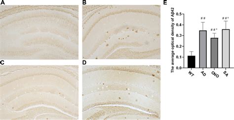 Effect Of Activation Of Rmtg Nucleus On Aβ Deposition A D Aβ42