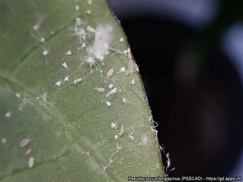 Pseudococcus Longispinus Psecad Photos Eppo Global Database