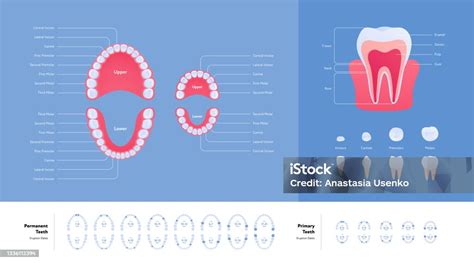 치과 턱과 치아 해부학 차트 벡터 생물 의학 일러스트레이션 색상 인포그래픽 세트입니다 분화 날짜 기본 및 영구 치아 절개 개 어금니 소조 아이콘 헬스케어 설계 이빨에 대한