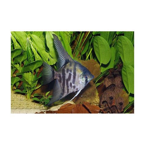 Pterophyllum Scalare Leopard 3 35cm