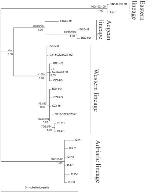Consensus Bayesian Topology For 22 Cytochrome B Haplotypes Numbers Download Scientific Diagram