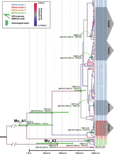 —bayesian Maximum Clade Credibility Phylogeny For African M Ulcerans