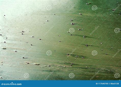Mass Of Dead Algae Formed On Surface Of Water Due To Algae Bloom Stock