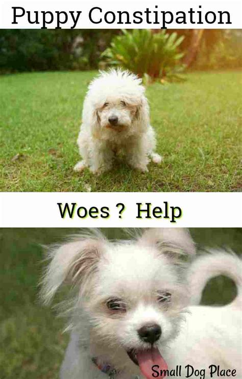 Why Do Puppies Get Constipated
