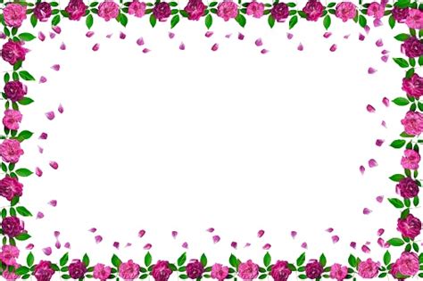 흰색 배경에 분홍색 장미의 프레임 웹 디자인 기프트 카드 발렌타인 데이 결혼식 생일 세계 여성의 날 3 월 8 일 어머니의 날 포스터 0명에 대한 스톡 사진 및 기타 이미지