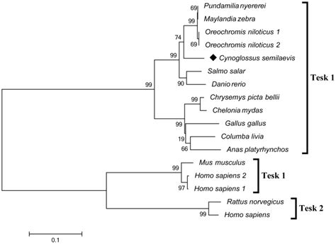 A Phylogenetic Tree Was Constructed With The Neighbor Joining Algorithm