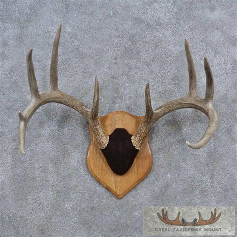 Whitetail Deer Antler Plaque Taxidermy Mount For Sale Creel Taxidermy