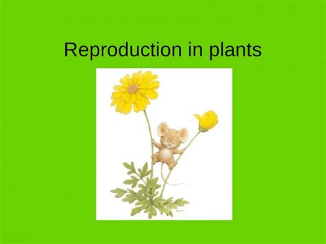 Ppt Reproduction In Plants Can Be Sexual Or Asexual Asexual Budding Bulbs And Rhizomes