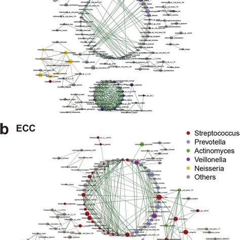 Networks In Oral Microbial Communities Under Ecc And Healthy Conditions Download Scientific