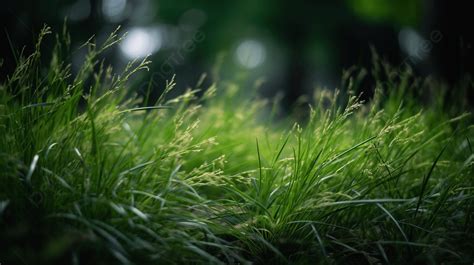 Dark Grass Wallpapers Top Free Dark Grass Backgrounds Wallpaperaccess
