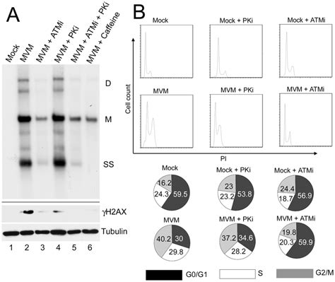 Atm Kinase Activity Is Required For Efficient Mvm Replication A