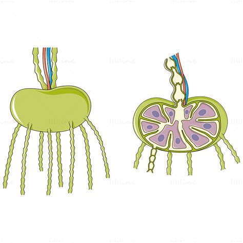 Lymph Nodes Vector