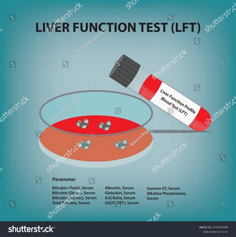 liver function test lft liver function stock vector royalty free 2233324399 shutterstock