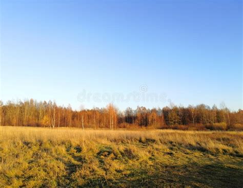 Grassy Yellow Field Near Forest Stock Image Image Of Field Blue