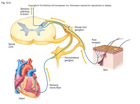 Chapter 12: Nervous System III: Senses Hole's Human Anatomy and ...
