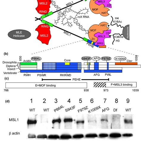 Modifier Msl1 Mutations Have Reduced Ability To Recruit Mof Males