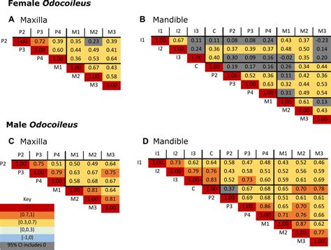 Sex Specific O Hemionus Correlation Matrices For Tooth Length A